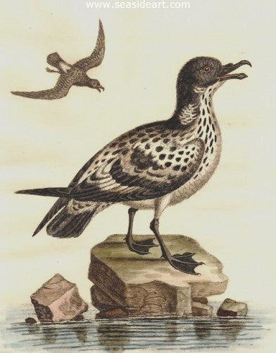 Water Bird - Seaside Art Gallery