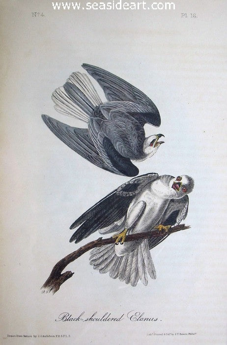 Black-shouldered Elanus - Seaside Art Gallery